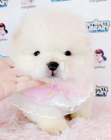 Coat Fluffy Chow Chow Puppy Dog Pet #UA932 - Pets for sale in Puchong ...