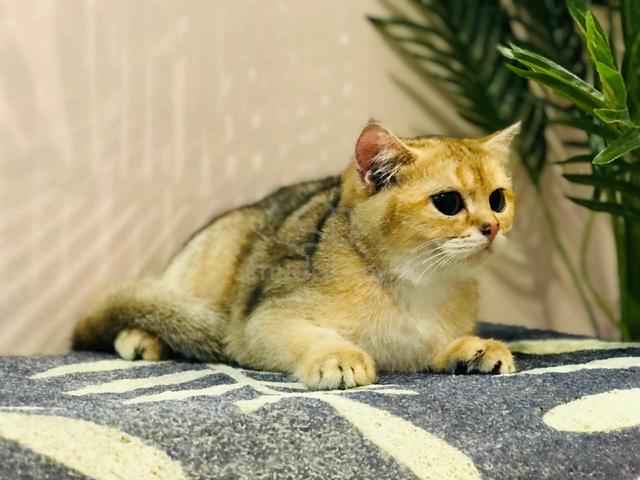 British shorthair BSH golden - Pets for sale in Kepong, Kuala Lumpur