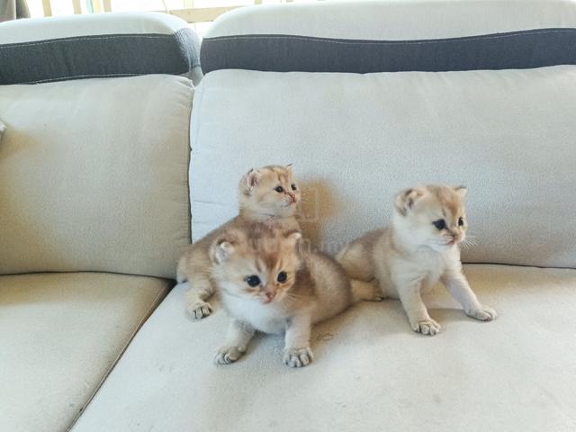 BSH gold kitten - Pets for sale in Bukit Minyak, Penang