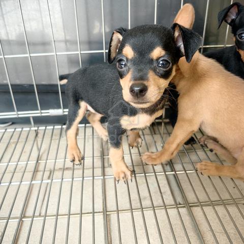 Mini Pincher Male - Pets for sale in Puchong, Selangor