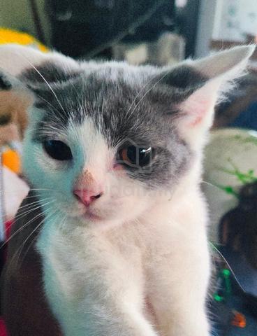 Bsh bicolor - Pets for sale in Sungai Rambai, Melaka