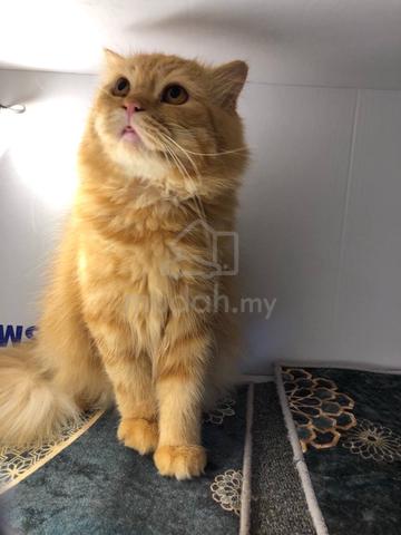 kucing parsi , scotish , flat face dan bsh dijual - Pets for sale in ...