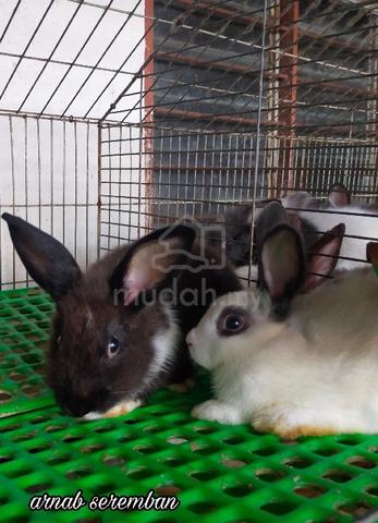 arnab - Pets for sale in Sikamat, Negeri Sembilan