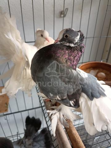 indian fantail pigeon 🕊️ Merpati merak - Pets for sale in Ipoh, Perak