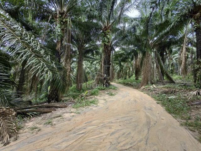 Agricultural Land for Sale, 40 Acre(s), Triang, Pahang 107466682 | Mudah.my