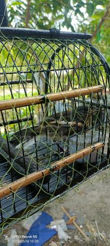 murai cacing - Pets for sale in Nibong Tebal, Penang