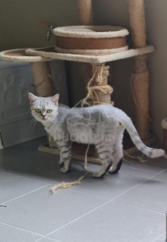 Silver shaded girl bsh british shorthair - Pets for sale in Putrajaya ...