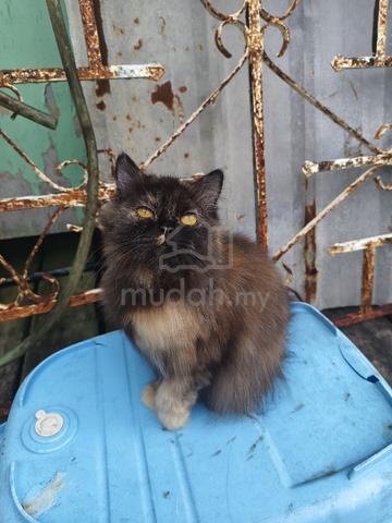 kucing parsi (dlh) - Pets for sale in Sandakan, Sabah
