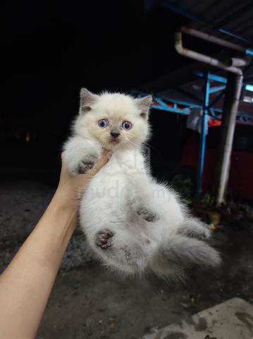 Kucing dlh - Pets for sale in Pasir Mas, Kelantan