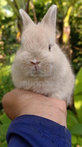 Arnab ND Netherland Dwarf Rabbit - Pets for sale in Simpang Ampat, Penang