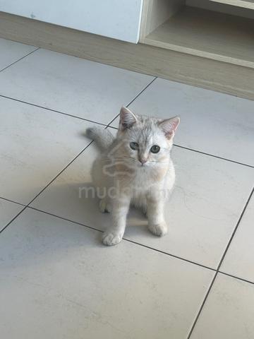 Bsh Kitten Silver Shaded - Pets for sale in Bukit Jalil, Kuala Lumpur