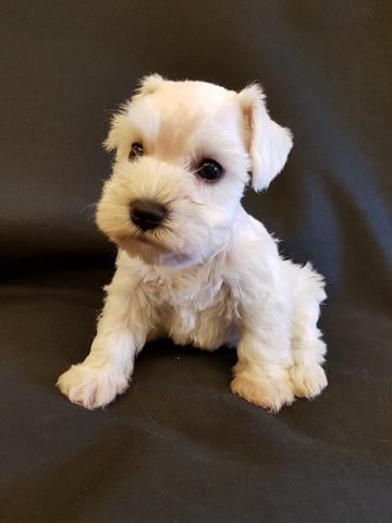 Miniature Schnauzer Puppy Pets For Sale In Ss2 Selangor