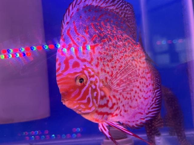 Discus Fish Ikan Hiasan 1 Pair - Pets for sale in Bukit Mertajam, Penang