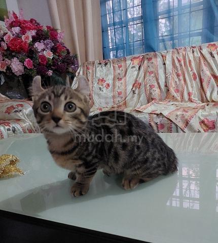 Tabby Munchkin Kitten - Pets for sale in Kuching, Sarawak