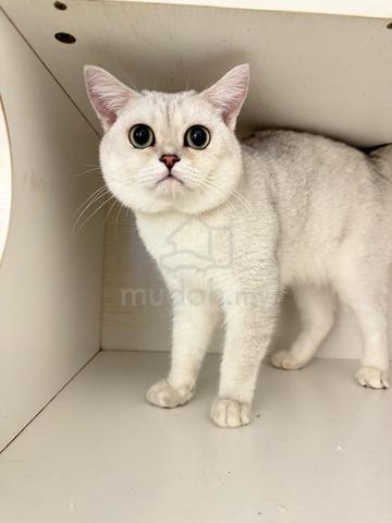 British shorthair/BSH silver 银渐层 - Pets for sale in Semenyih, Selangor