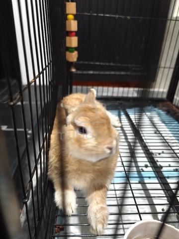 Netherlands Dwarf Rabbit + free Cage Arnab Jantan - Pets for sale in ...