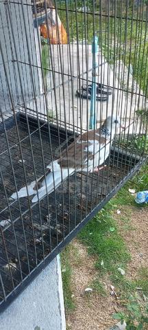 terkukur vietnam - Pets for sale in Pasir Mas, Kelantan