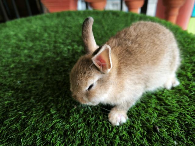 anak arnab rabbit mix Dwarf - Pets for sale in Gombak, Kuala Lumpur