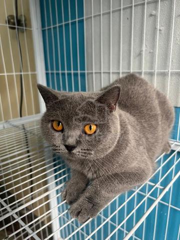 female BSH blue 1Y3M - Pets for sale in Segamat, Johor