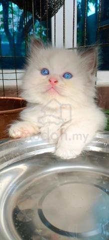 Kucing ragdoll kitten cat ragdoll - Pets for sale in Sepang, Selangor
