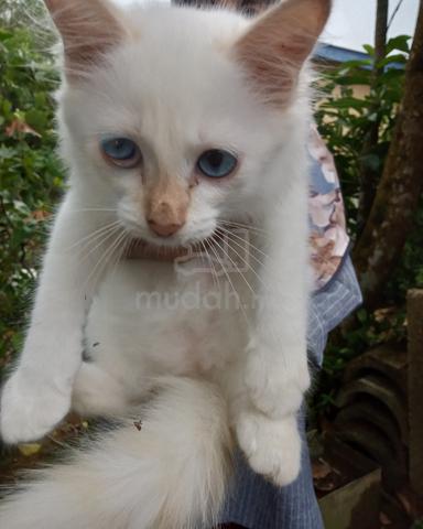 Anak kucing jantan 4 bulan - Pets for sale in Marang, Terengganu