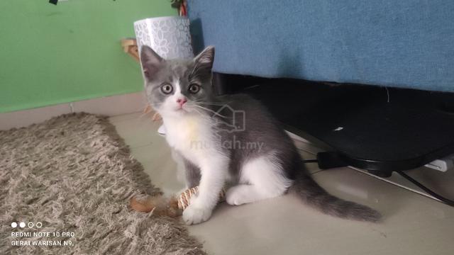 kitten bsh British Shorthair bicolour - Pets for sale in Seremban ...