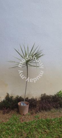 Pokok hidup, indoor outdoor live plant - Garden Items for sale in ...