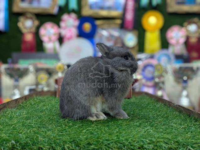 Arnab Netherland Dwarf Rabbit, Opal - Pets for sale in Jitra, Kedah