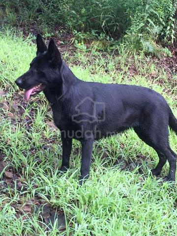 Beautiful Black Shepherd MALE dog #MKA certificate - Pets for sale in ...