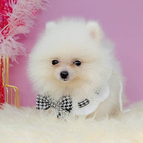 Mini Pomeranian Puppy Dog @ED559 - Pets for sale in Puchong, Selangor