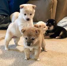 Q142 purebred mame inu puppy dog - Pets for sale in Puchong, Kuala Lumpur