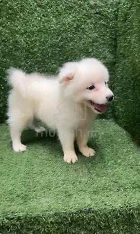 Pure Breed Japanese Spitz (Male) - Pets for sale in Shah Alam, Selangor