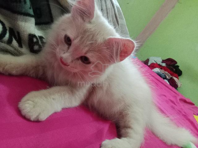 Serbian Cat Dlh - Pets for sale in Kota Kinabalu, Sabah