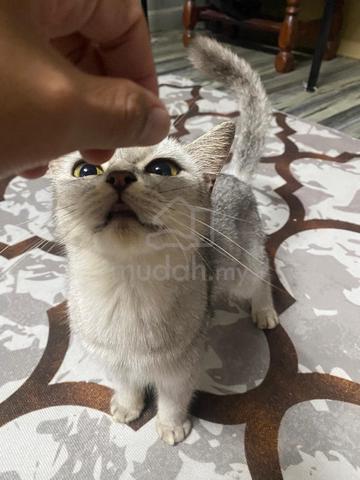 British Short Hair BSH - Pets for sale in Pekan, Pahang