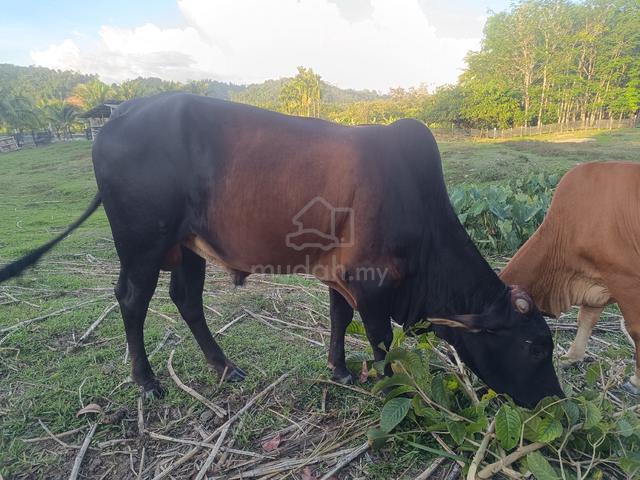 Lembu Korban - Food for sale in Kuala Nerang, Kedah