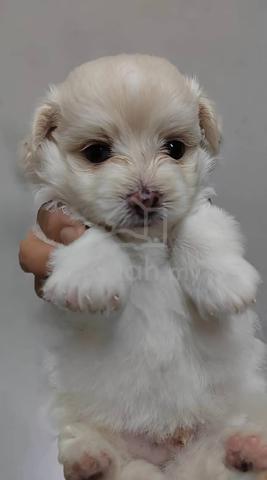 Tiny Poodle mix Pomeranian Tiny Pomapoo - Pets for sale in Georgetown ...