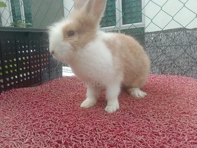 Arnab - Pets for sale in Pendang, Kedah