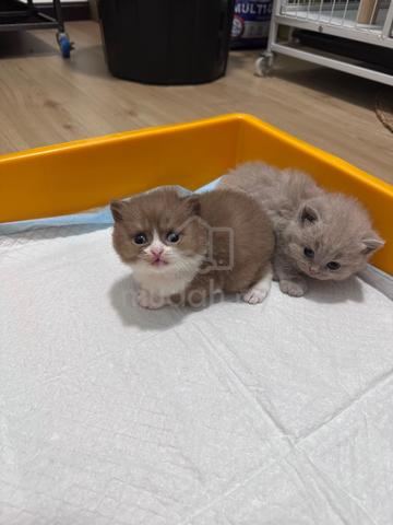 BSH Bicolor Cinamon Import - Pets for sale in USJ, Selangor