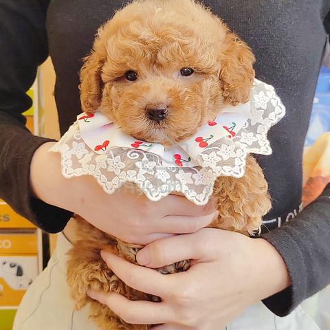 Y55 fiercely loyal poodle puppy dog - Pets for sale in Puchong, Kuala ...