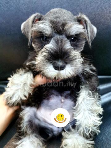 Mini / Miniature Schnauzer sweetie DOGGY 66YY - Pets for sale in Cheras ...