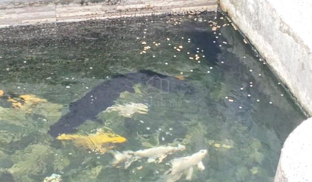 Arapaima Gigas - Pets for sale in Puchong, Selangor
