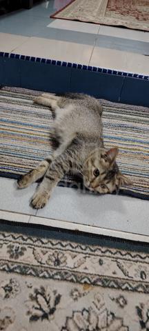 Kucing mix bsh/dlh - Pets for sale in Kulai, Johor