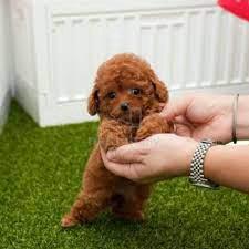 V54 silly poodle puppy dog - Pets for sale in Puchong, Kuala Lumpur
