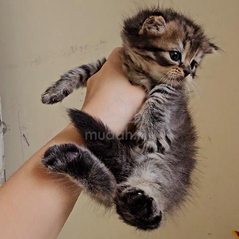 Kucing British long hair kitten - Pets for sale in Gelang Patah, Johor
