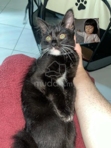 kucing DLH - Pets for sale in Bayan Lepas, Penang