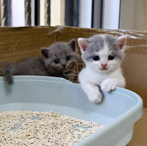 Pure Bsh Kitten kucing British bicolour baka besar - Pets for sale in ...