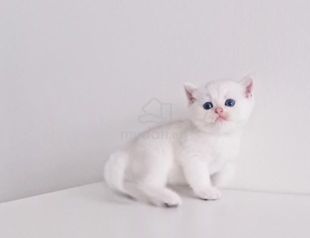 Kitten British Short Hair BSH Silver - Pets for sale in Johor Bahru, Johor
