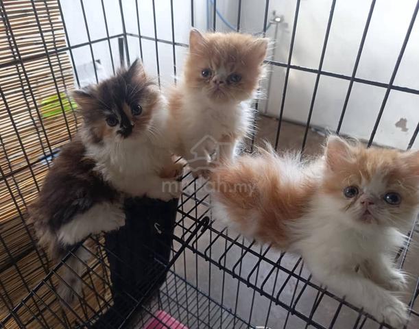 Kucing Parsian mix - Pets for sale in Bukit Tambun, Penang