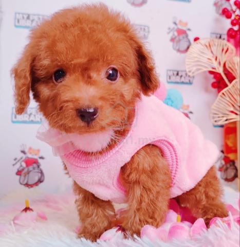 k66 naughty poodle puppy dog - Pets for sale in Puchong, Kuala Lumpur