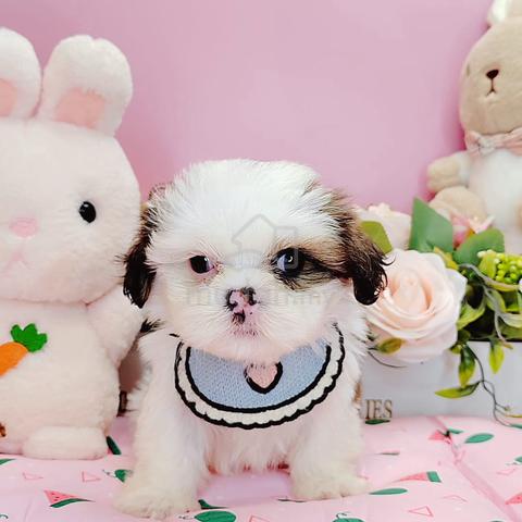 Face Shih Tzu Puppu Dog Pet *yu.01256 - Pets for sale in Puchong, Selangor
